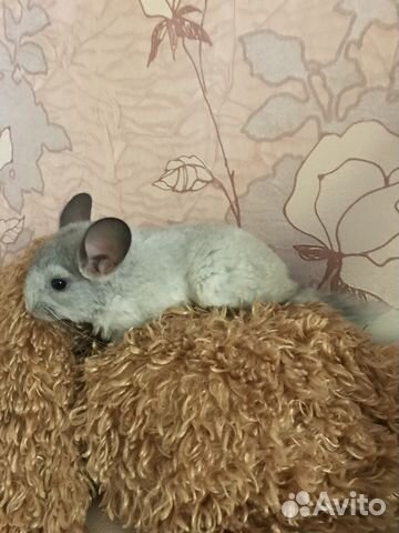 Шиншилла Белый вильсон девочка