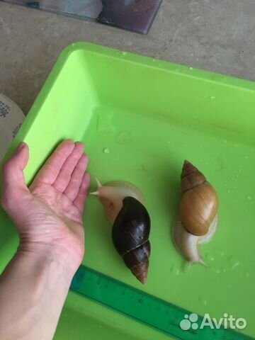 Улитка ахатина фулика родация альбино боди и белый