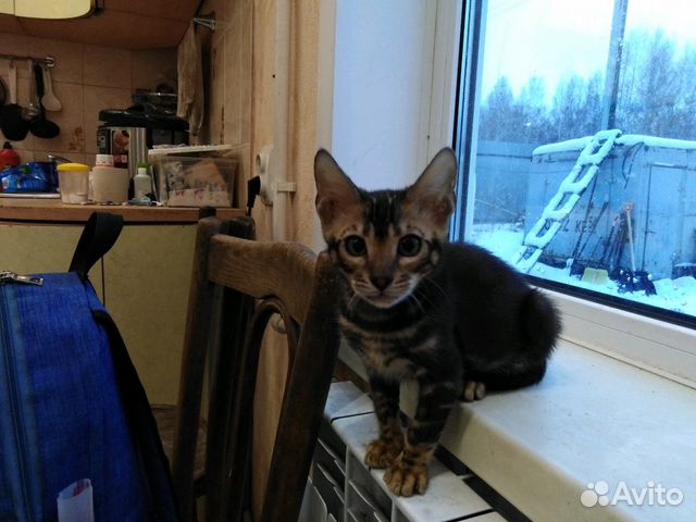 Мраморная бенгалочка