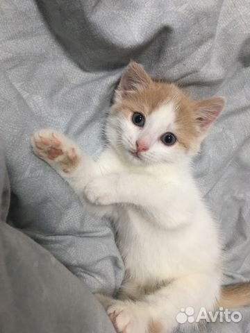 Отдам в хорошие руки