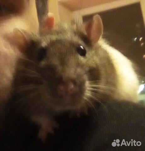 Отдам бесплатно двух крыс