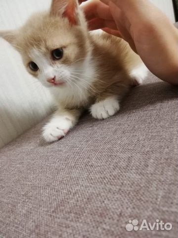 Отдам котенка полубританского