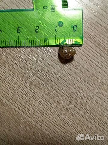 Африканские улитки ахатины