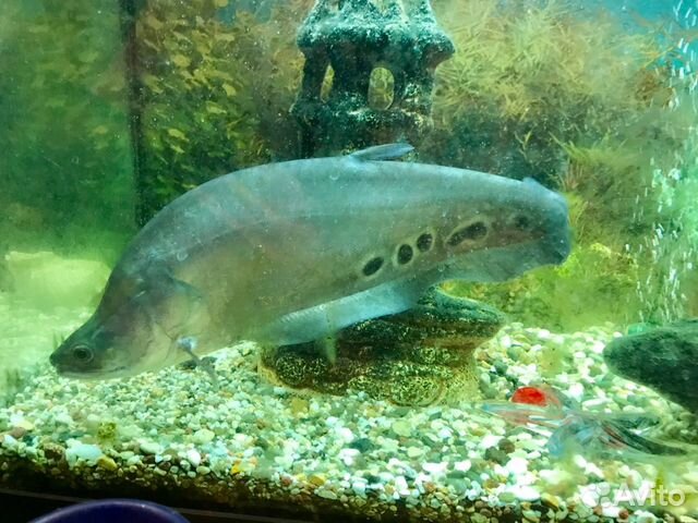 Индийский нож