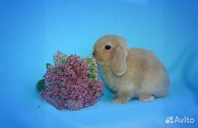 Карликовый кролик с сатиновой шерсткой. Питомник