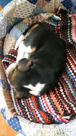 Щенок бигля