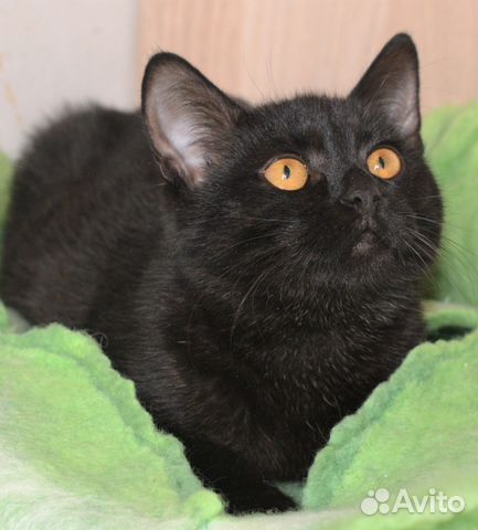 Котенка Наоми ищет дом