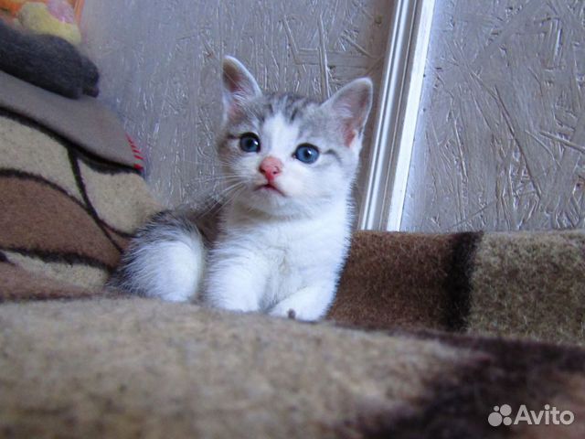 Малышка от кошки-мышеловки в добрые руки