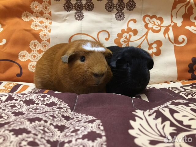 Американский и английский Крестед Мальчики