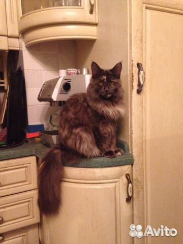 Котята мейн-кунята