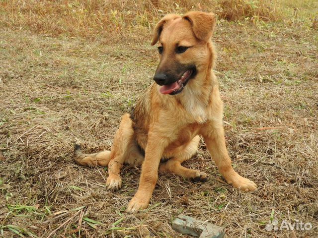Овчаренок-девочка, привита, очень сообразительная
