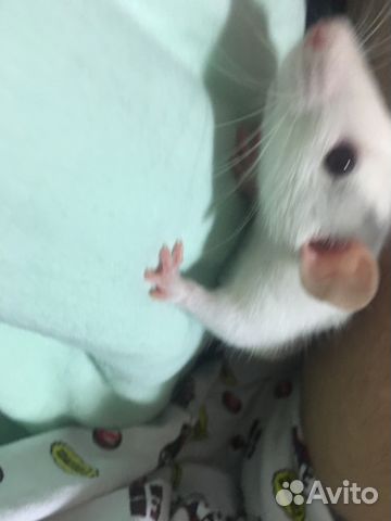 Молодые Декоративные крысы 12 шт