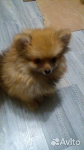 Красотка шпицулька