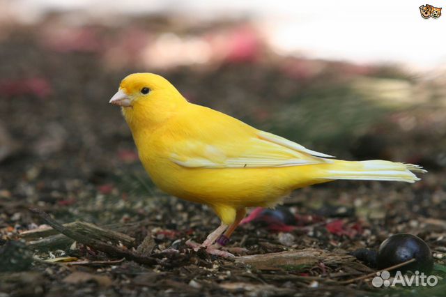 Продам кенора