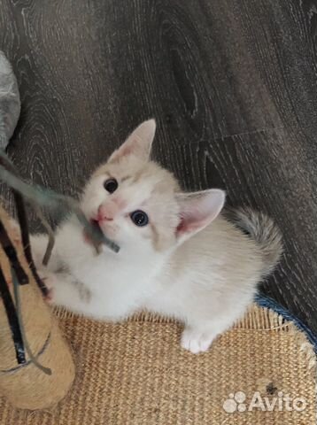 Котята-метисы (тайская + сноу шу)