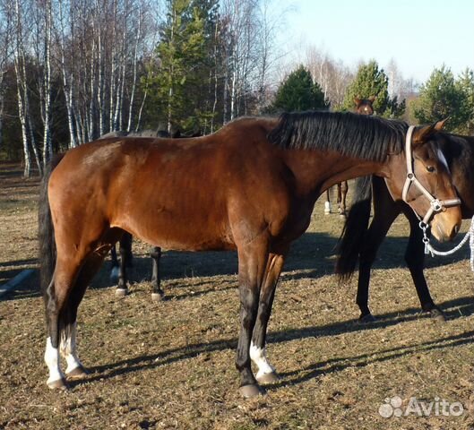 Ганноверская кобыла 2014 г.р