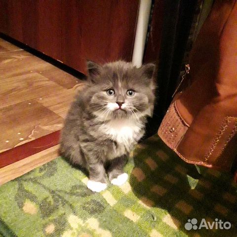 Котёнок