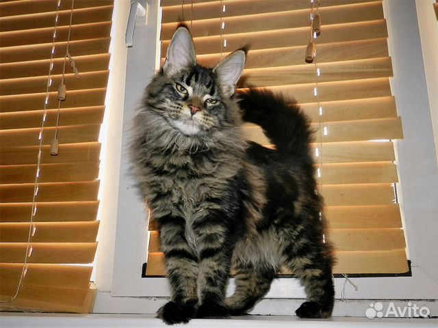 Эффектный здоровяк мейн-кун