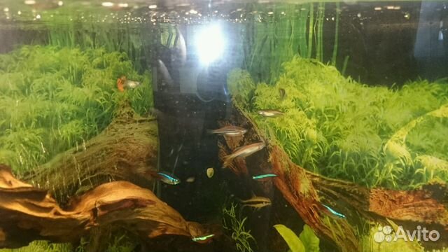 Данио, гуппи и пецилия микки маус