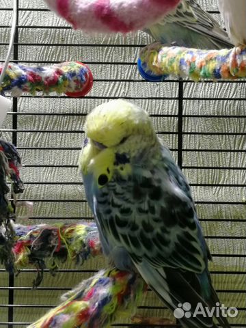 Ввп кобальтовый опалин