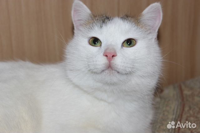 Котик по имени Эндрю