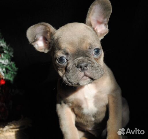 Голубо-палевое чудо