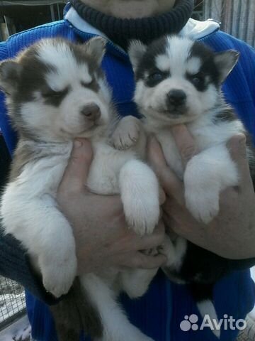 Сибирская хаски