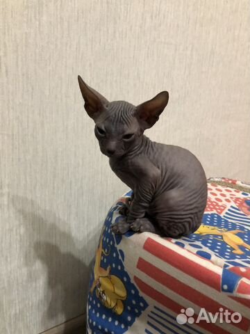 Котёнок сфинкс петерболд