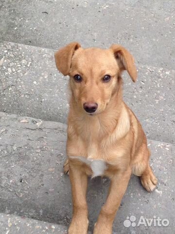 Кнопка ищет добрую семью