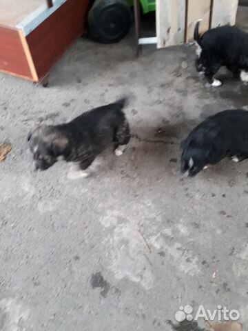 Щенки