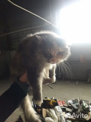 Котики в добрые руки