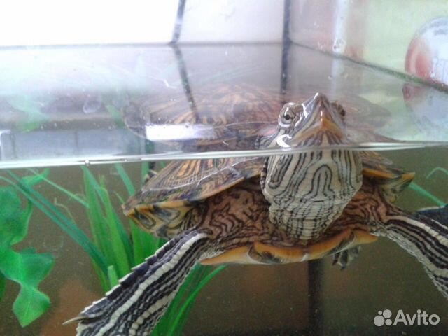 Черепаха красноухая