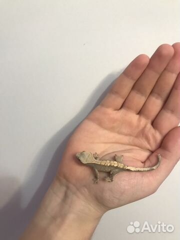 Реснитчатый бананоед (rhacodactylus ciliatus)