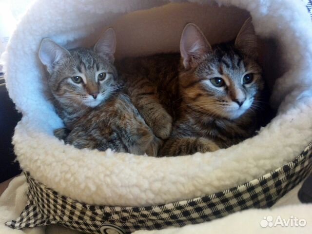 Карамелька и Компот, по 6 месяцев (из приюта)