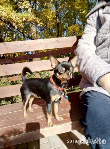 Кобель Чихуахуа для вязки