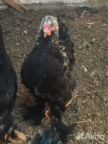 Петухи Брама