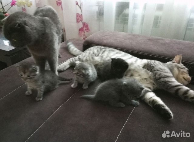 Британские котята