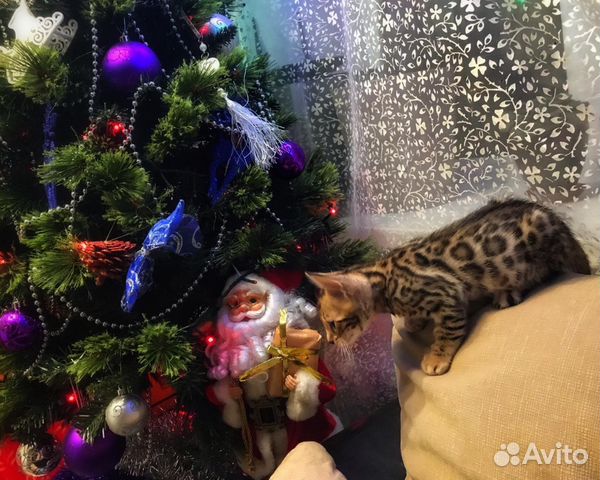 Бенгальские котята