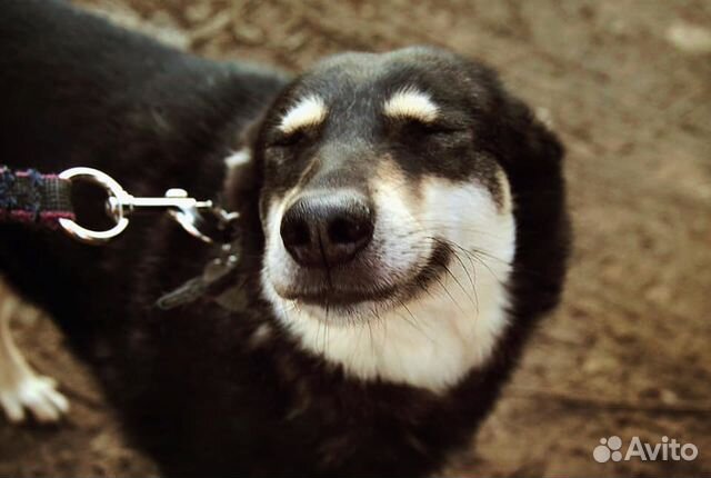 Собака по имени Волчок ищет дом и любящих хозяев