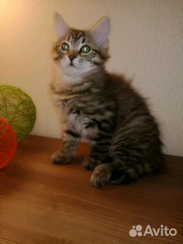 Продаются породистые котята из питомника