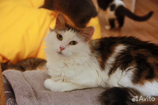 Красавица Шакира