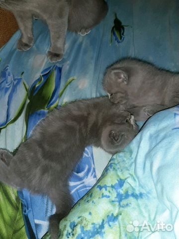 Голубая- мраморная британочка