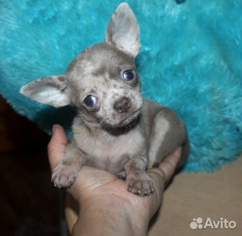 Чихуахуа Лилово-мраморная Леди