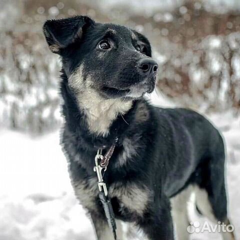 Восточноевропейская овчарка метис