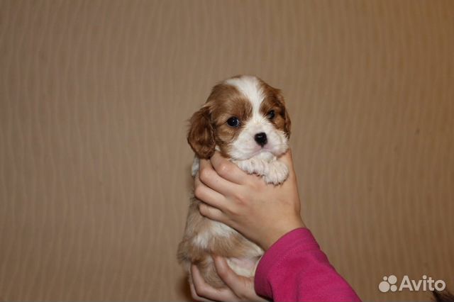 Ковалер Кинг Чарльз Спаниель