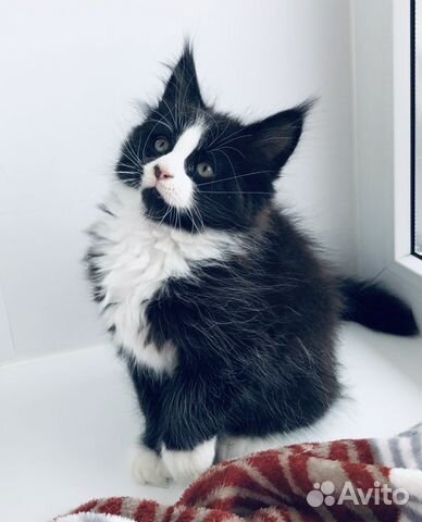 Мейн-кун кошечка в белых носочках