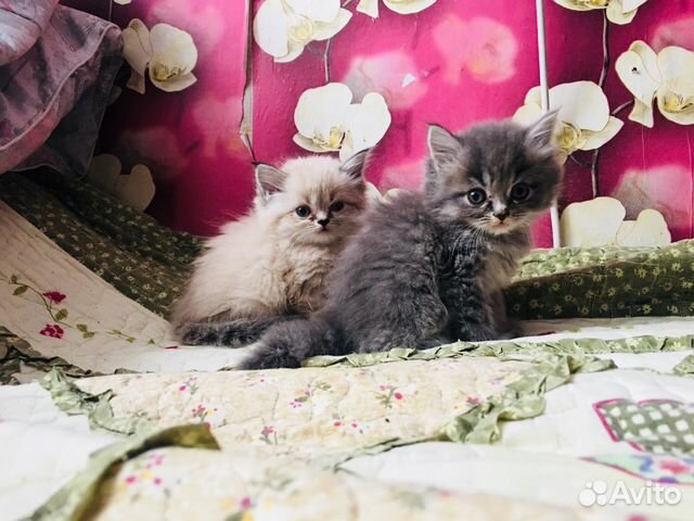 Шотландские котята