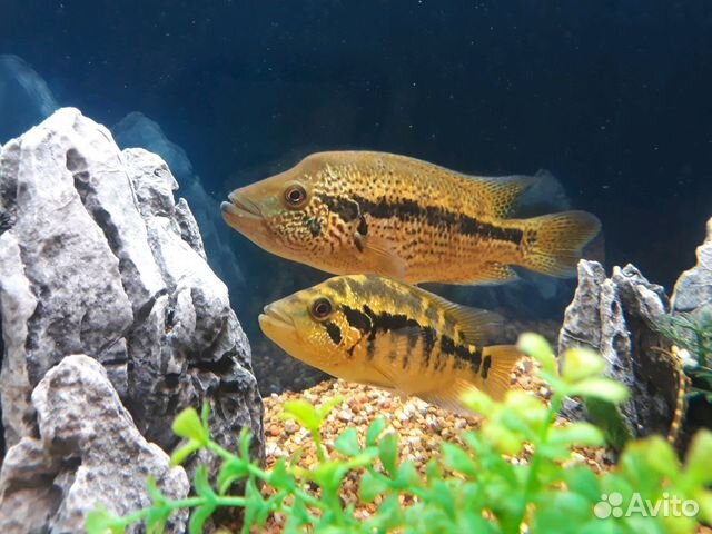 Parachromis dovii. Парахромис Дови