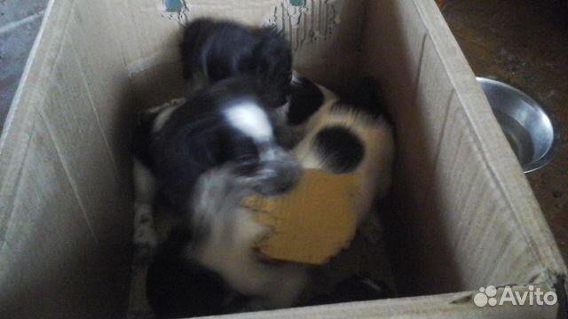 Русские спаниели 1,5 мес и спрингер спаниели