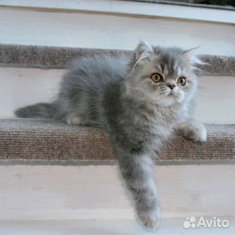 Персидский котик классик